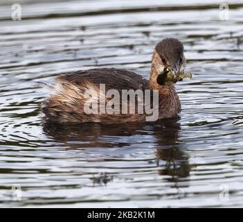 Little Grebe with a catch on Kemerton Lake Worcestershire UK Stock ...