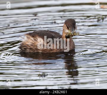 Little Grebe with a catch on Kemerton Lake Worcestershire UK Stock ...
