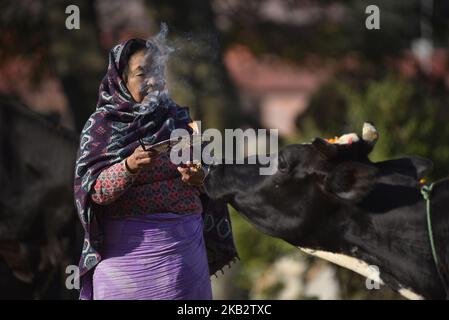 Nepalese Devotees worship a cow during GAI TIHAR the Cow worshipping ...