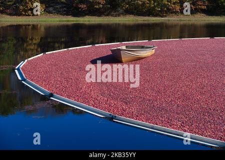 A cranberry bog in Cape Cod, Massachusetts Stock Photo - Alamy