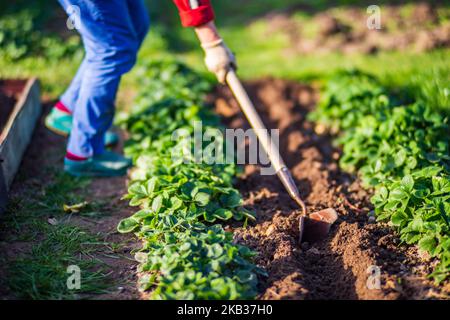 Farmer cultivating land in the garden with hand tools. Soil loosening ...