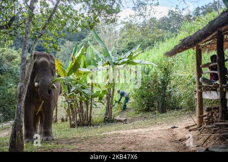 Farm in the Elephant Conservation Center where elephant food is grown ...