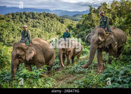 Mahouts (elephant keepers) lead elephants into the forest after ...