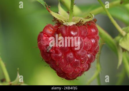 Spotted-wing Fruit Fly (Drosophila suzukii) female showing composite ...