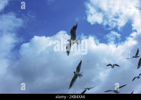 A closeup of a seagull flying freely in the air Stock Photo - Alamy
