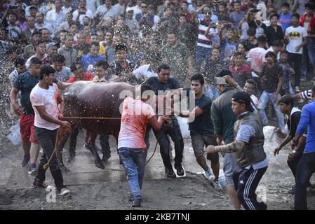 Nepalese devotees pulling a water buffalo as part of rituals before it ...