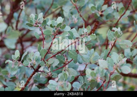 Green distally mucronulate entire trichomatic elliptic leaves of ...