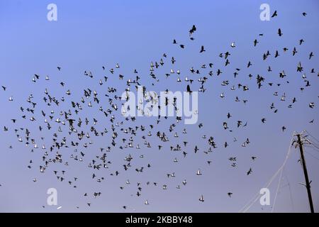 Pigeons take flight into the blue sky in Ajmer, India on 18 November ...