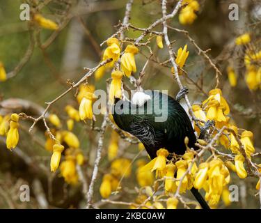 Tui, endemic passerine bird of Aotearoa / New Zealand, feeding on ...