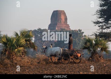 A farmer drives his bullock cart through the field during sunrise in ...
