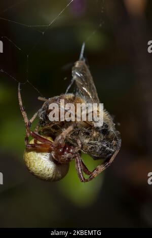 A garden Orbweb spider eats a honey bee trapped in its web in ...