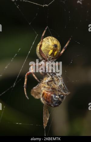 A garden Orbweb spider eats a honey bee trapped in its web in ...