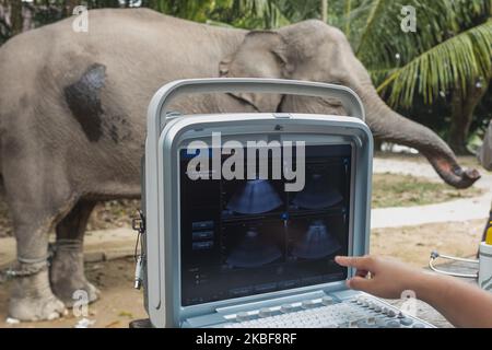 Veterinary from the provincial Riau Natural Resources Conservation ...