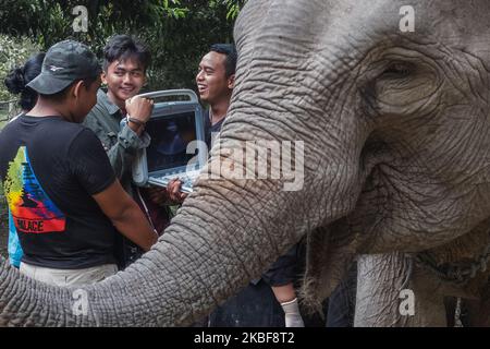 Ultrasound scan of a human foetus at 20 weeks showing head (centre ...