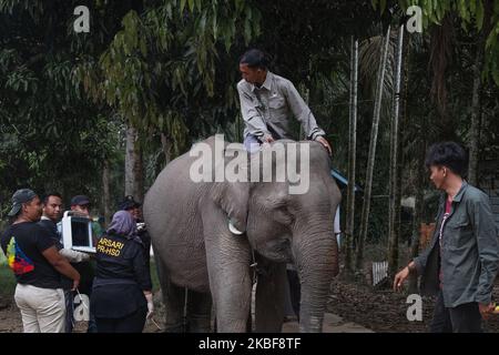 Ultrasound scan of a human foetus at 20 weeks showing head (centre ...