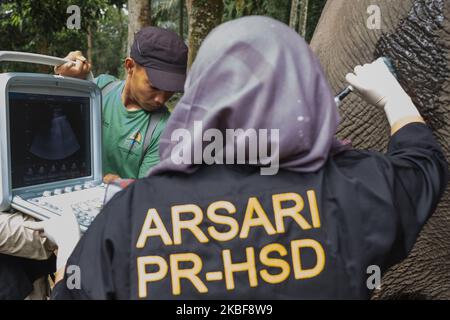 Ultrasound scan of a human foetus at 20 weeks showing head (centre ...