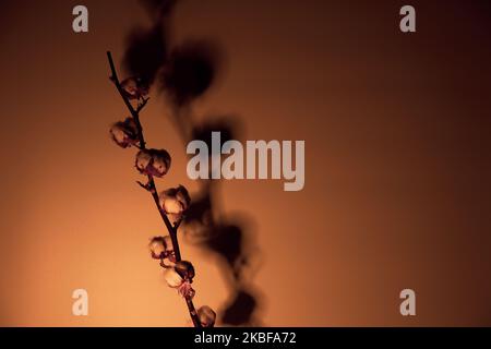 Shadow of a branch with dry cotton buds on an isolated background in ...