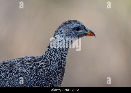 Cape spurfowl or Cape francolin (Pternistis capensis) showing feather ...