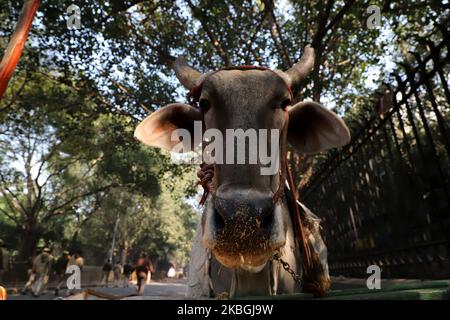 An Ox is having a fodder outside a temple in Old Delhi India on 08 ...