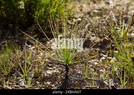 Glistening Portuguese sundew or dewy pine (Drosophyllum lusitanicum ...