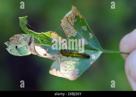 Larvae, slugworms of the sawfly Caliroa varipes feeding on the ...
