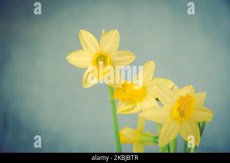 yellow spring daffodil flower against black background Stock Photo - Alamy