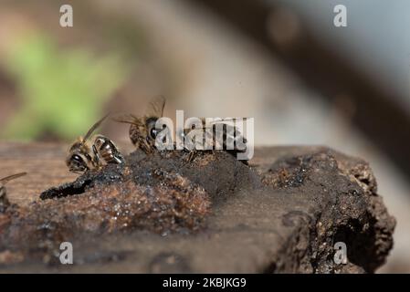 Honey bees, Apis mellifera, recycling propolis from the remains of a ...