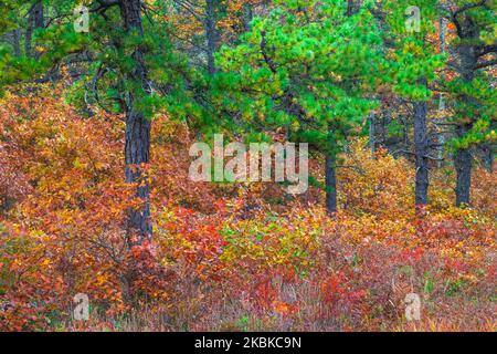 Pitch Pine/Scrub Oak Mesic Till Barrens at The Nature Conservacy's Long ...