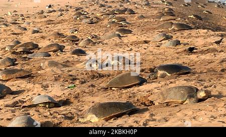 Olive Ridley turtles are seen at the Rushikulya river mouth beach as ...