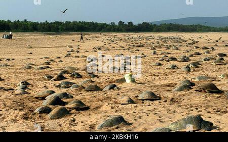 Olive Ridley turtles are seen at the Rushikulya river mouth beach as ...