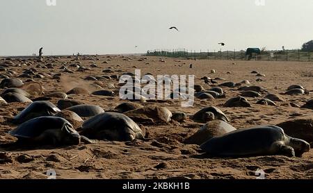 Olive Ridley turtles are seen at the Rushikulya river mouth beach as ...