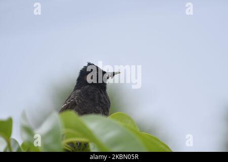 A Red-vented Bulbul catch and eat it's pray at Kathmandu, Nepal on ...