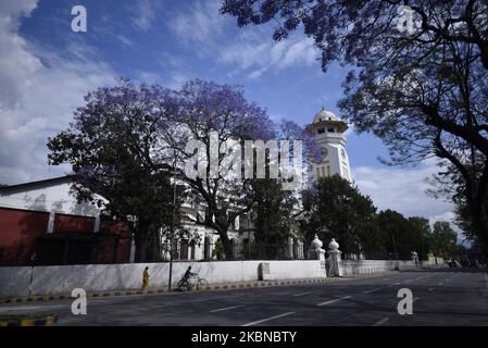 Jacaranda trees in bloom along country road. They bloom in the spring ...