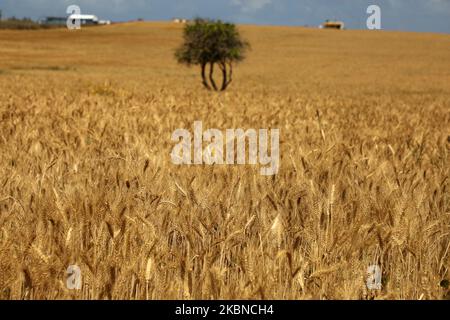 General view of the wheat field east of Gaza City, May 6, 2020. (Photo ...