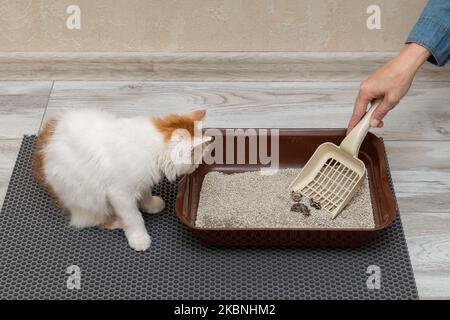 man cleans cat litter with a shovel. cat litter cleaning. a cat watches ...