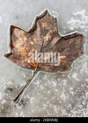 Maple leaf encased in ice during the Spring season in Toronto, Ontario ...