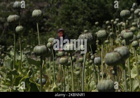 An Afghan farmer harvested opium sap from a poppy field in Dara-l-Nur ...