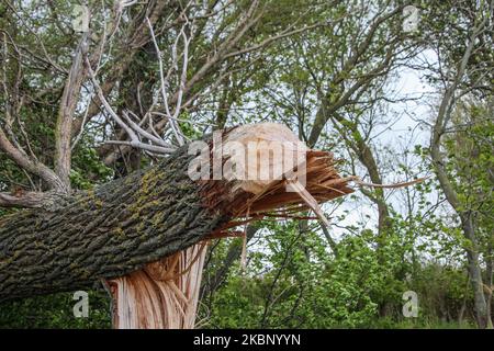 Tree bitten by beavers is seen in Mikoszewo, Poland on 17 May 2020 ...