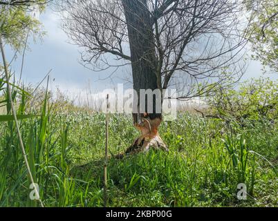 Tree bitten by beavers is seen in Mikoszewo, Poland on 17 May 2020 ...