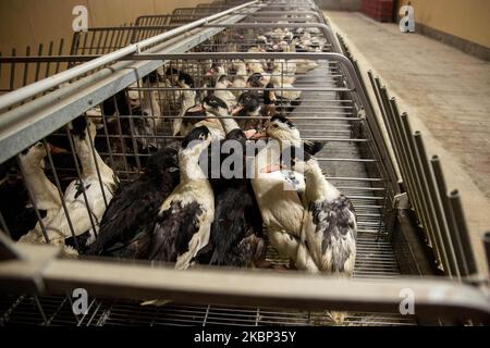 Photo dated November 26, 2014 in Souillac, France of a foie gras ...