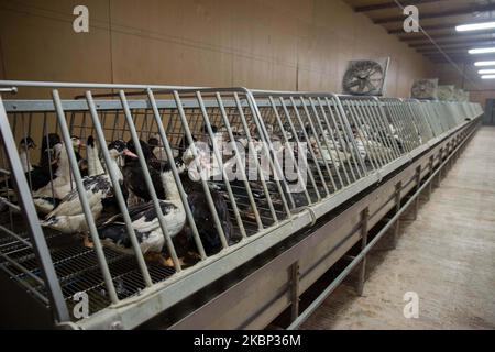 Photo dated November 26, 2014 in Souillac, France of a foie gras ...