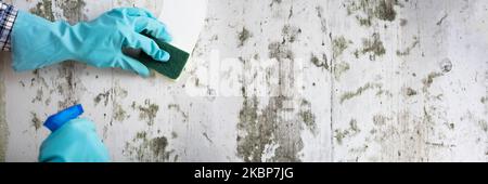 Cleaning Mold On Dirty Wall. Wipe Mould Service Stock Photo - Alamy
