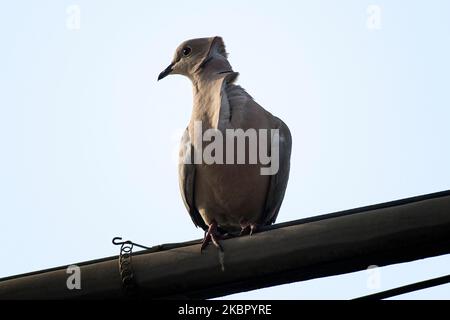 Collared dove also known as oriental dove "Streptopelia decaocto ...