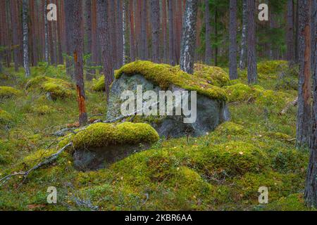Mossy boulders in the pine forest. Estonia Stock Photo - Alamy