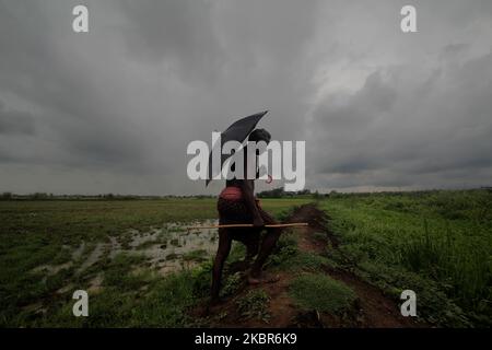 A villager is seen at his agricultural paddy field embankment as ...