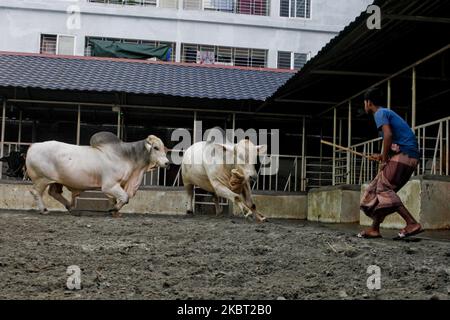Cattle rearing farmer are importing world's top beef breeds to attract ...