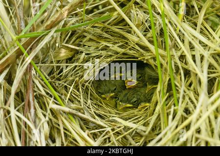 Small Chiffchaff chicks in a nest during a breeding season in Estonian ...
