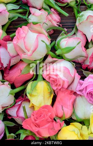 Fresh roses background, a lot vatiety of colors Stock Photo - Alamy