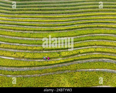 BIJIE, CHINA - NOVEMBER 4, 2022 - Aerial photo shows the rice terraces ...