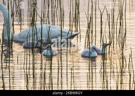 Close up of swan next to a lake Stock Photo - Alamy